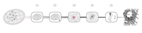 Improve Cryo Electron Tomography Workflow Learn And Share Leica