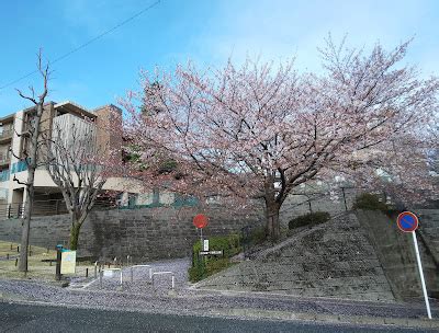 あざみ野のお話 イディオス横の桜現況