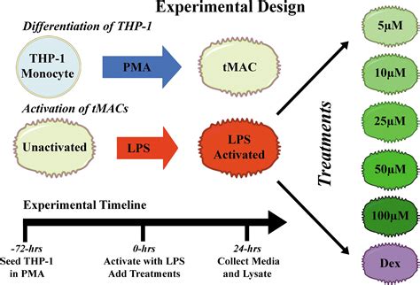 Cannabidiol Driven Alterations To Inflammatory Protein Landscape Of Lipopolysaccharide Activated