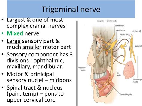 Ppt Trigeminal Nerve Powerpoint Presentation Free Download Id 6116397