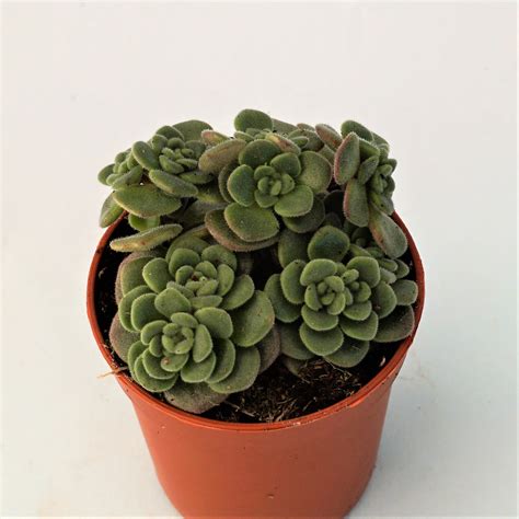Aichryson tortuosum - Suculandia