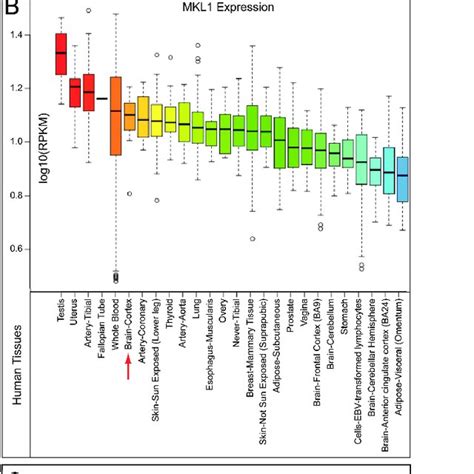 Spatiotemporal Expression Pattern Of Mkl1 In Human Brain A Mkl1 Is Download Scientific