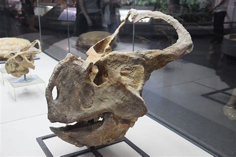Protoceratops Legacy Of The First Horned Face Dinosaur