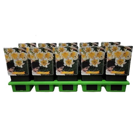 Lilium Miss Peculiar Floraccess