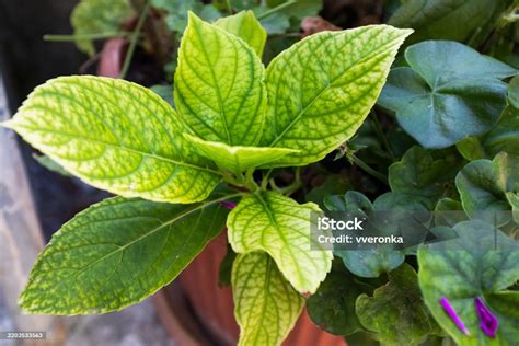 화분에 심은 정원 환경에서 Chlorosis 녹색과 노란색 단풍이 있는 잡색의 수국 잎 출판물 포스터 달력 게시물 화면 보호기 배경 화면 표지 고품질 사진 0명에 대한 스톡