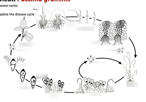 Stem Rust Life Cycle Diagram Quizlet