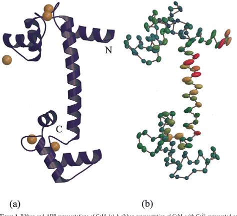 Figure 1 From The 1 0 A Crystal Structure Of Ca 2 Bound Calmodulin An Analysis Of Disorder