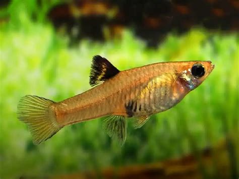 Xenophallus Umbratilis Home Aquarium