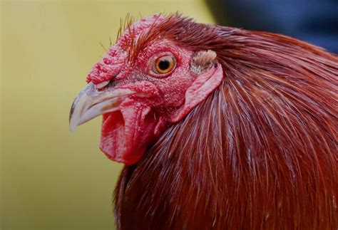 Feathers Fly As Gamecock Mascot Drama Comes Full Circle Fitsnews