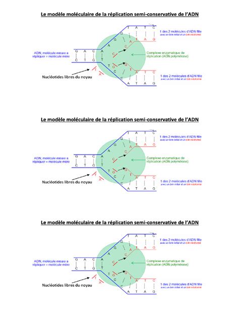 Schéma Replication Pdf