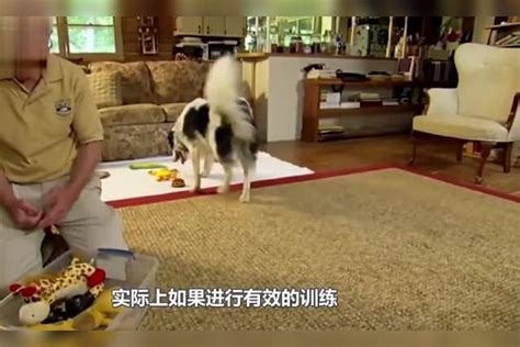 狗狗到底有多聪明耍杂技猜谜完全不在话下网友这是成了精 杂技 狗狗 网友