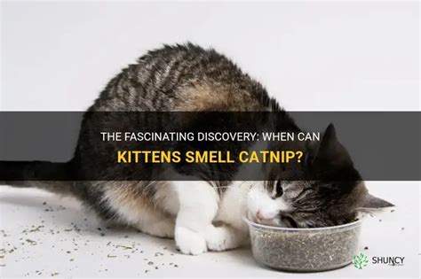 The Fascinating Discovery When Can Kittens Smell Catnip Shuncy