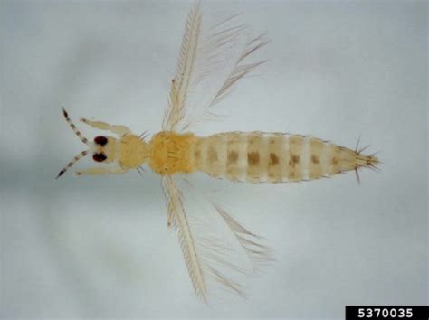 Thrips Integrated Pest Management