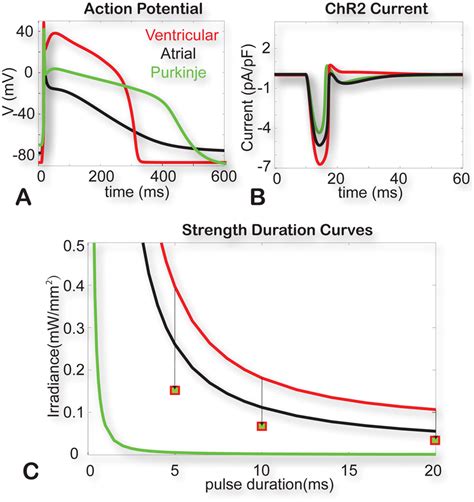Optical Excitation In Human Cardiac Cell Types A Optically Triggered