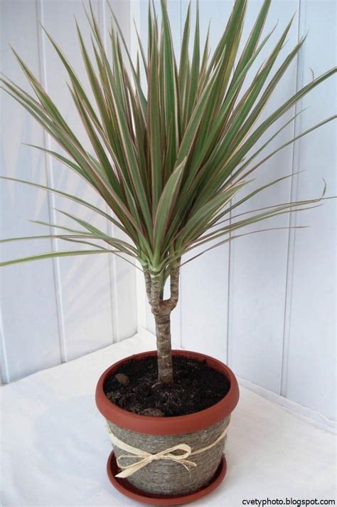 Драцена Фото Комнатный Цветок – Telegraph