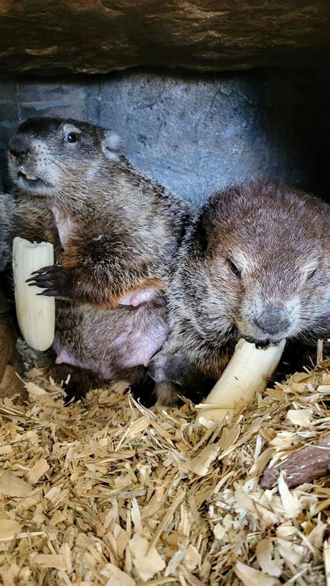 Se Acabó El Secreto Revelaron Los Nombres De Las Crías De Phil La Famosa “marmota Oráculo