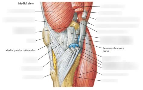 Ligaments Of The Knee Netter