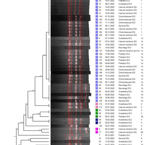 demogram of pfge patterns of e faecium isolates download scientific