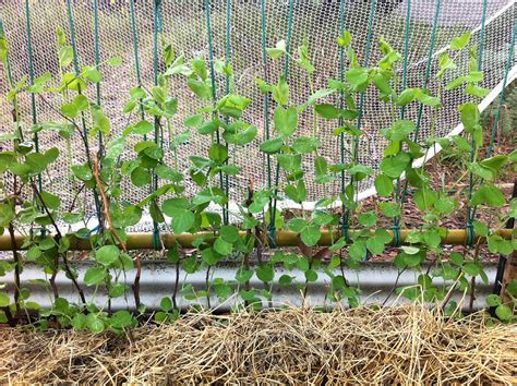 Snow Peas Growing On The Bamboo And Rope Trellis Doug Beckers Flickr