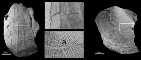 Clam Fossils Divulge Secrets Of Ecologic Stability Newswise News For Journalists