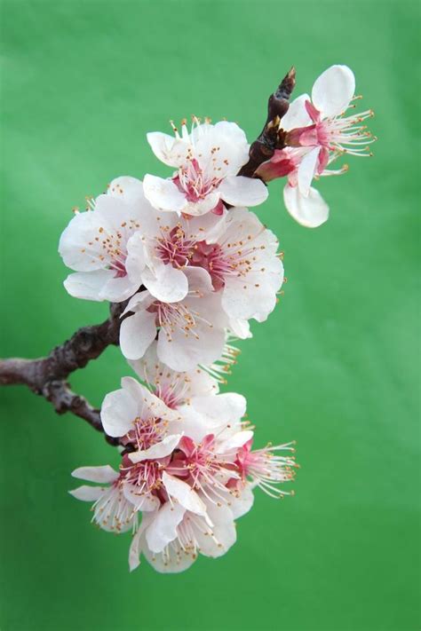 杏花手機壁紙 居鄰北郭古寺空 杏花兩株能白紅 每日頭條