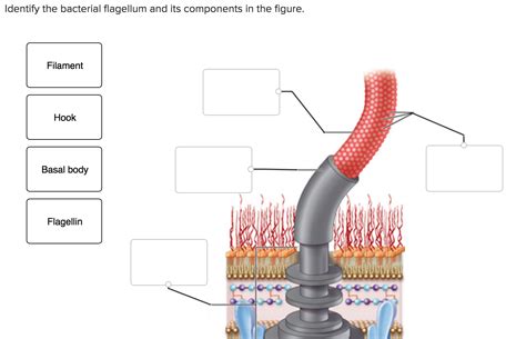 Solved Identify The Bacterial Flagellum And Its Components