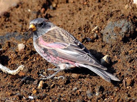 野鳥紀野鳥の写真集ハギマシコ