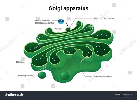Golgi Apparatus Structure Vector Infographics Organelle Stock Vector