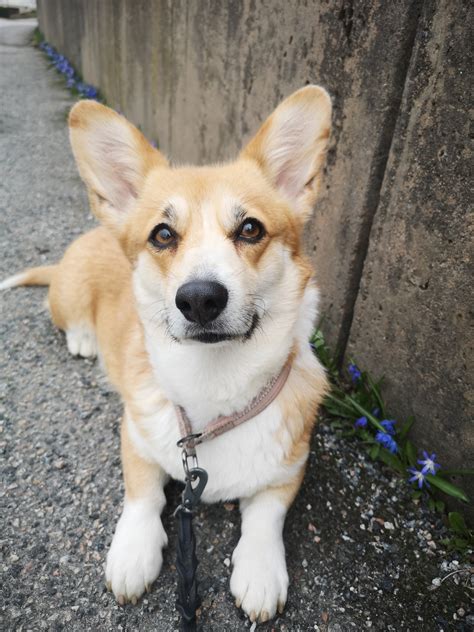 Purrfectpawssion — Cipher Let Me Introduce My Brothers Cat Cipher I