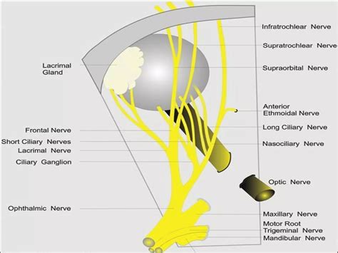 Ophthalmic Nerve Dental Surgery Ppt