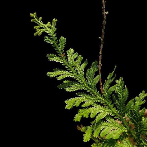Mattía บน Instagram “selaginella Moellendorfii 🌿 Selaginella Species