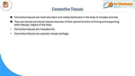 2 Structural Org Connective Tissuespdf