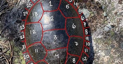 The Turtle Calendar Album On Imgur