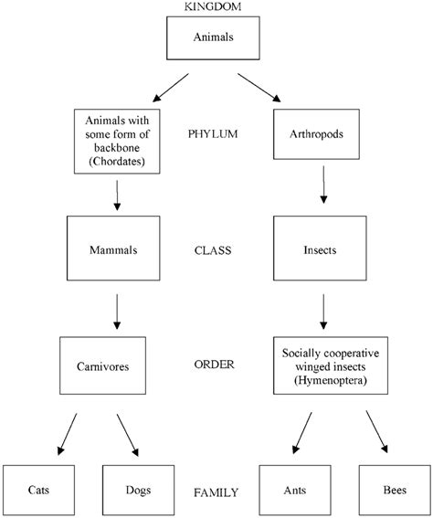 Classification Of Animal Kingdom Flowchart Steve June 2010