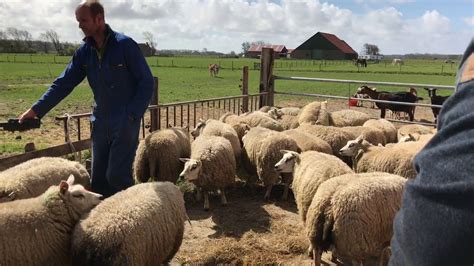 Овцы Породы Тексель Youtube