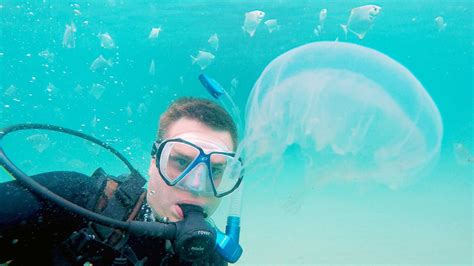 골드코스트 스노클링 또는 체험다이빙 In 웨이브 브레이크 아일랜드 줌줌투어 호주 골드코스트