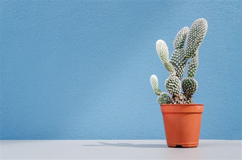 복사 공간이있는 커피 숍에서 파란색 벽 배경이있는 테이블에 오렌지 색 플라스틱 냄비에 심는 선인장 가정 과 정원 장식 개념 0