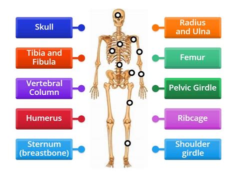 Class5 Skeletal System Labelled Diagram
