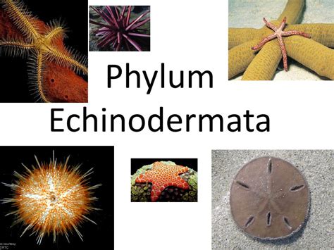 Phylum Echinodermata General Characteristics And Classification Phylum Echinodermata General Characteristics And Classification