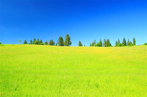 녹색 풀밭 및 침 엽 수 숲 보스니아 헤르체고비나와 아름 다운 풍경 0명에 대한 스톡 사진 및 기타 이미지 0명 가문비나무 계절 Istock