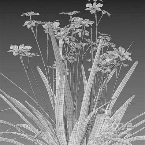 Dietes Grandiflora Fairy Iris 3d Model Download Maxve