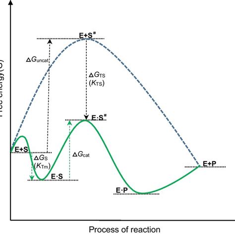 Energy Profiles For Enzyme Catalyzed And Uncatalyzed Reactions Download Scientific Diagram