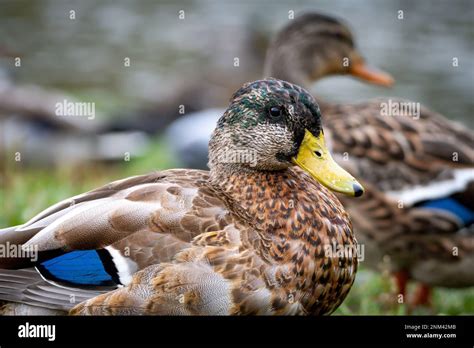Mallard Duck Male