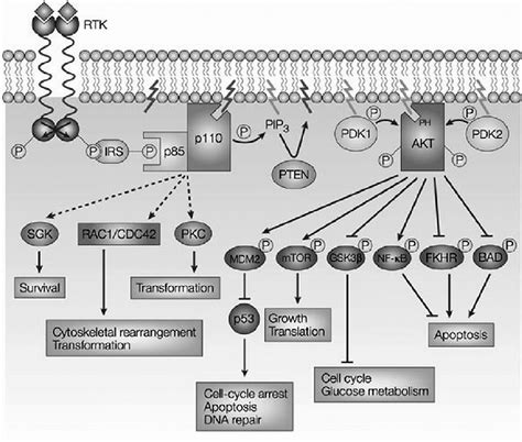 Activation Of Class Ia Phosphatidylinositol 3 Kinases Pi3k Occurs