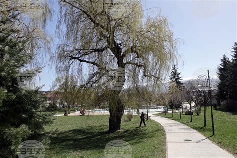 Община Самоков обяви обществена поръчка за поддържане на цветни площи и доставка на цветя Утро