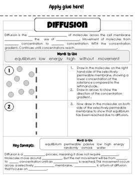Diffusion Osmosis Worksheet By Flawsome Learning TpT
