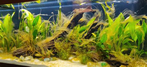What Is This Light Brown Stringy Algae Uk Aquatic Plant Society