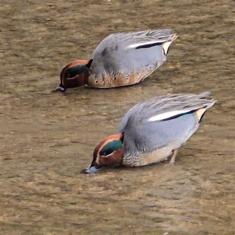 이끼 먹는 쇠오리 Youtube