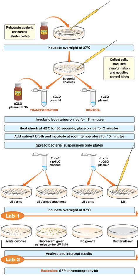 Transformation Bacterial