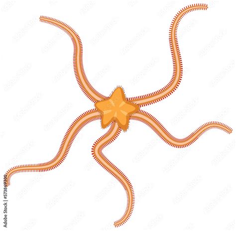 Basket Star Drawing